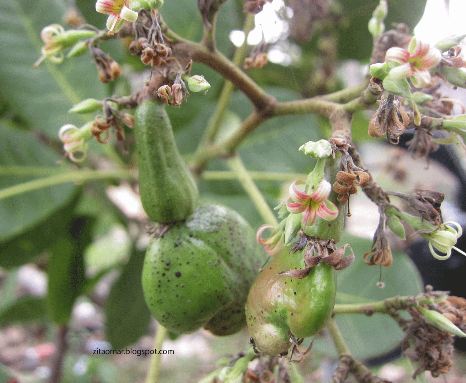 ...SeKaDaR CoReTaN....: JAMBU GOLOK...@ GAJUS...