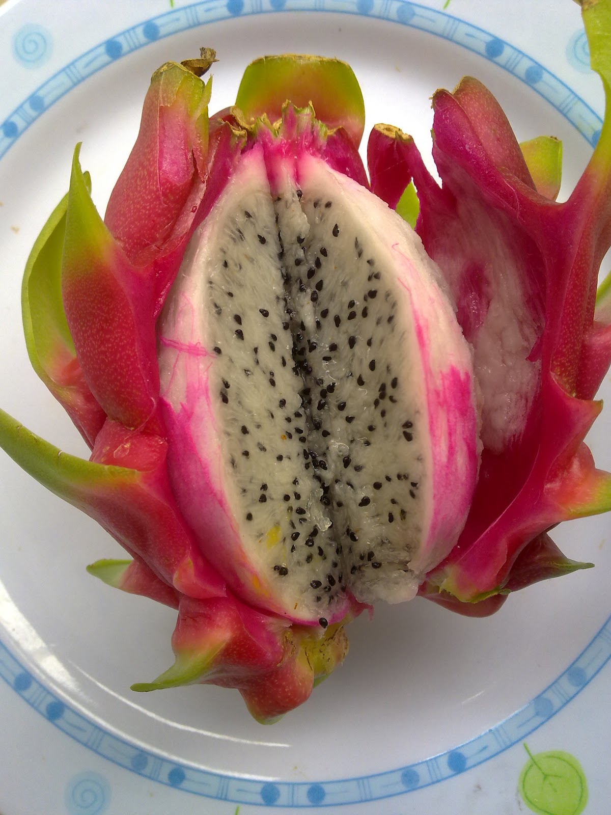 COMUNICANDO A PUEBLILLO Y EL LLANO PAPANTECO: FLOR Y FRUTO DE PITAYA ...