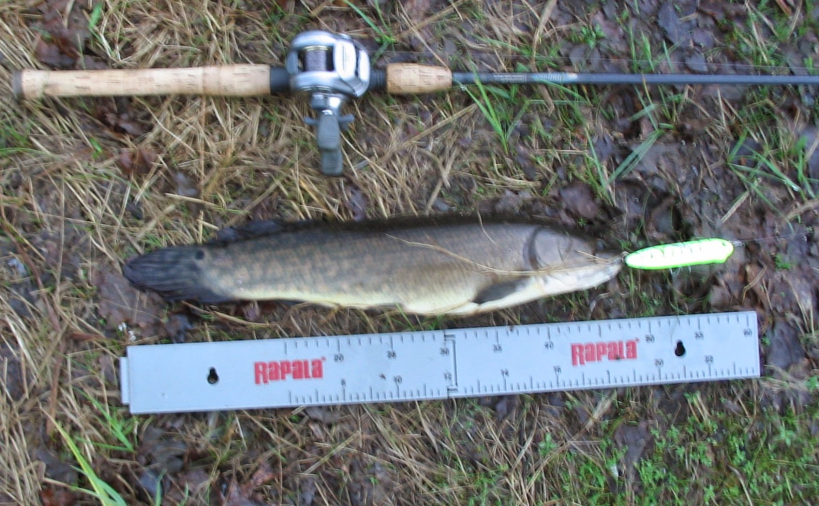 Minnesota Bowfin Club: May 2015