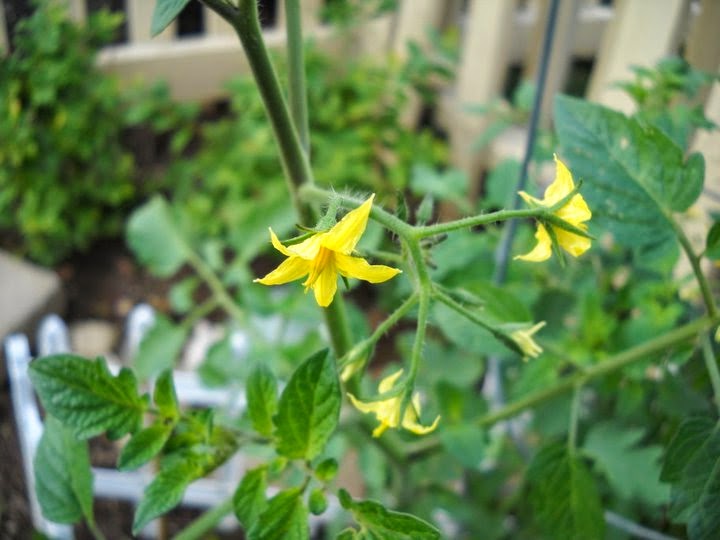 Life According To GreenVics: Tips for Preventing Heat Damage to Plants