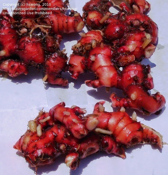 HALIA - INFO KESIHATAN