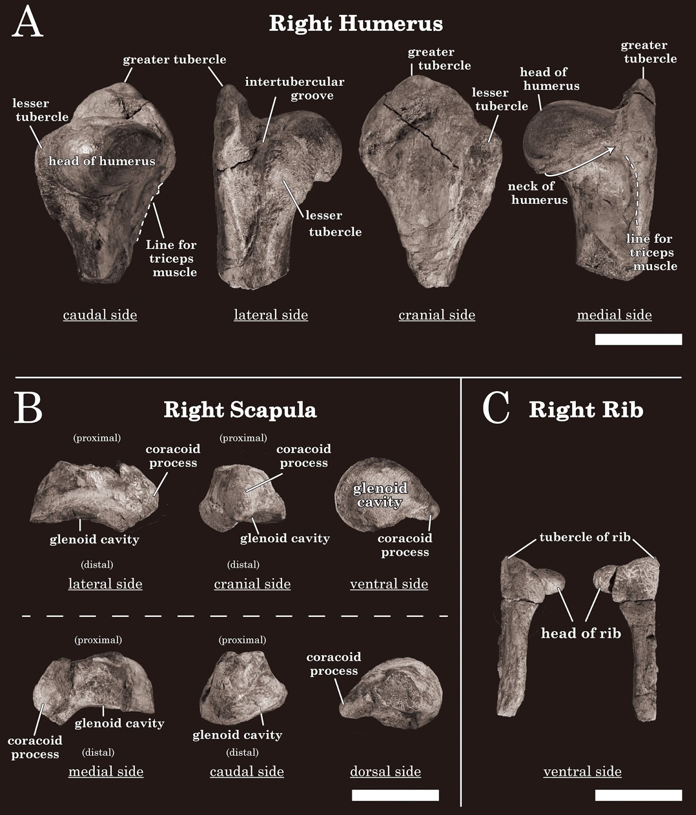 The Coastal Paleontologist, atlantic edition: 2015 in review: Advances ...