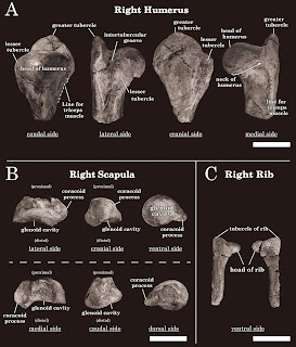 The Coastal Paleontologist: 2015 in review: Advances in marine mammal ...