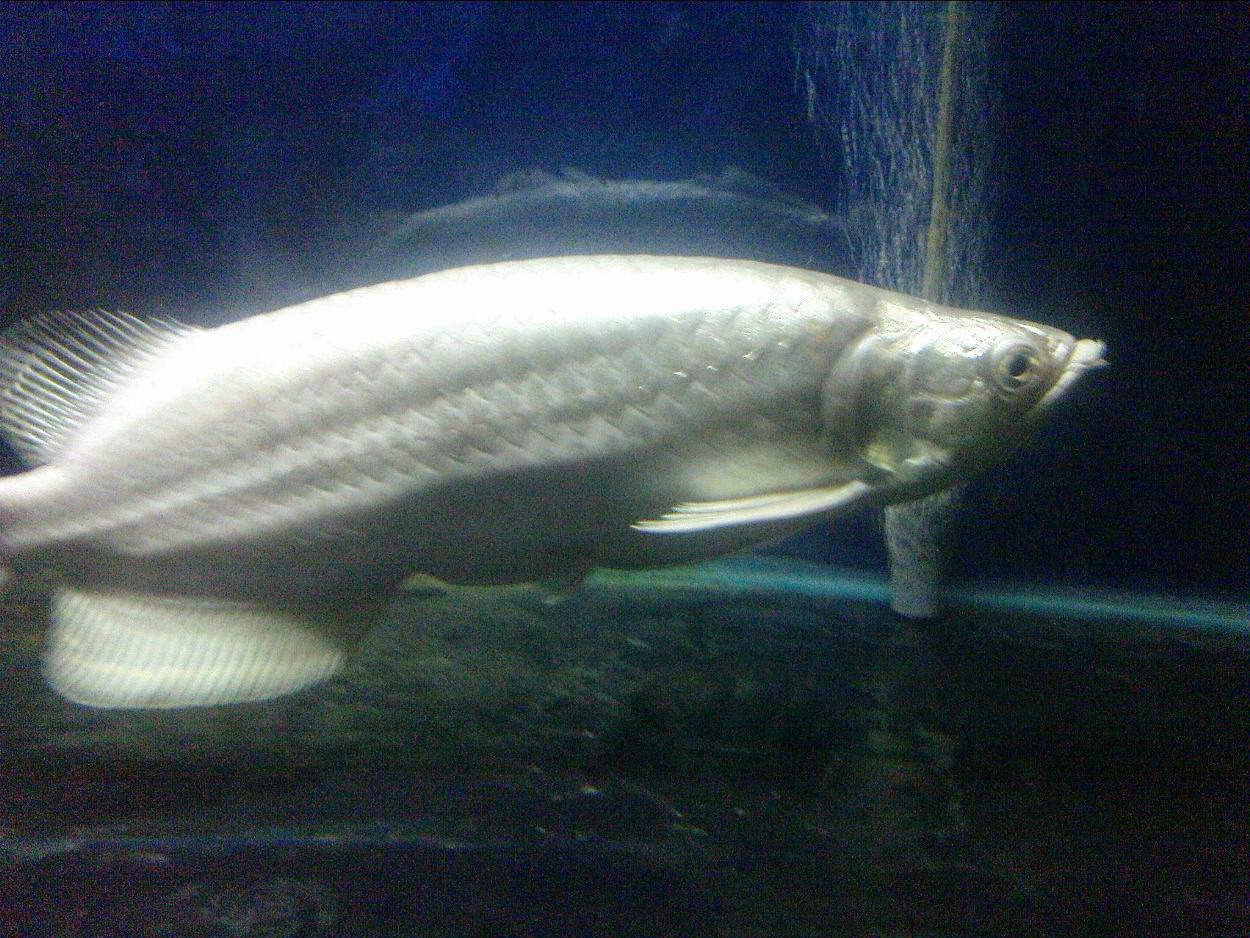 PT Griya Artha Kencana Aquarium: Platinum fish / exotic fish / rare fish