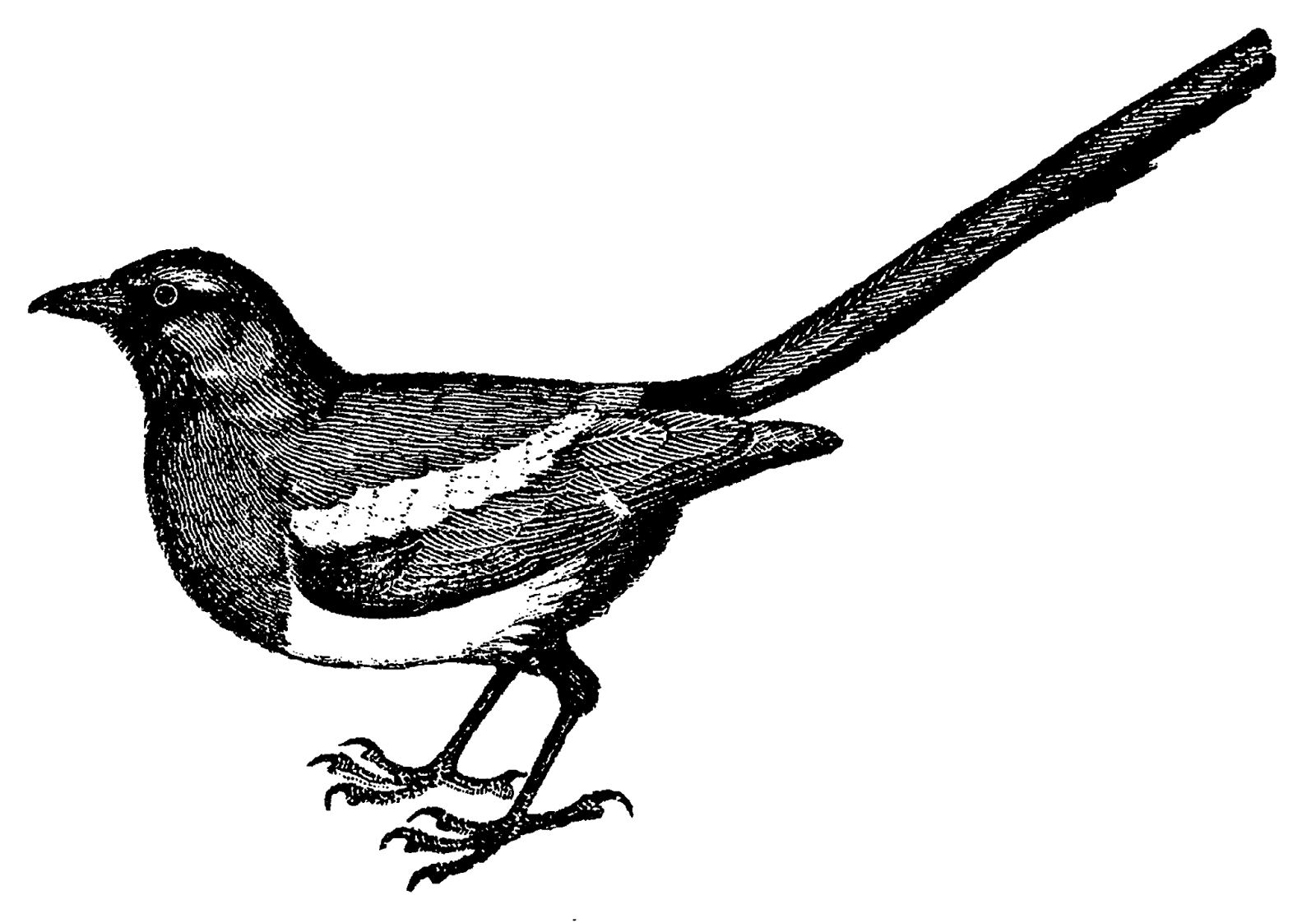 Digital Stamp Design: Free Bird Magpie Image Transfer Illustration ...