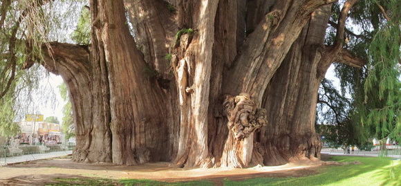 THE WORLD GEOGRAPHY: 15 Famous Living Trees