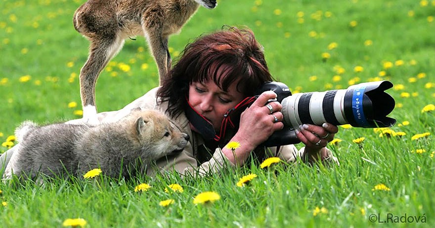 White Wolf : The Most Unexpected Moments: Wild Animals That Want To Be ...