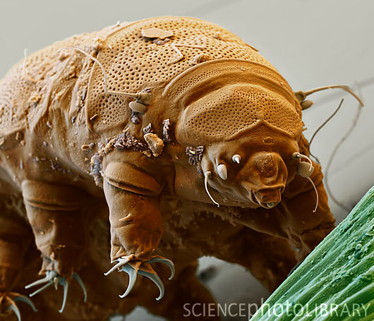 Water bears are awesome! : r/awwnverts