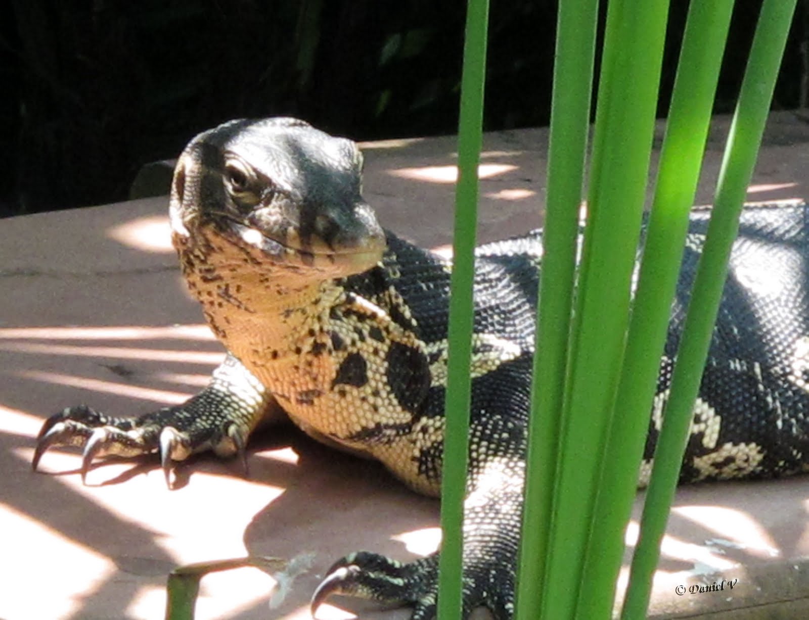 Macrophoto plaisir passion: Le varan malais, varanus salvator
