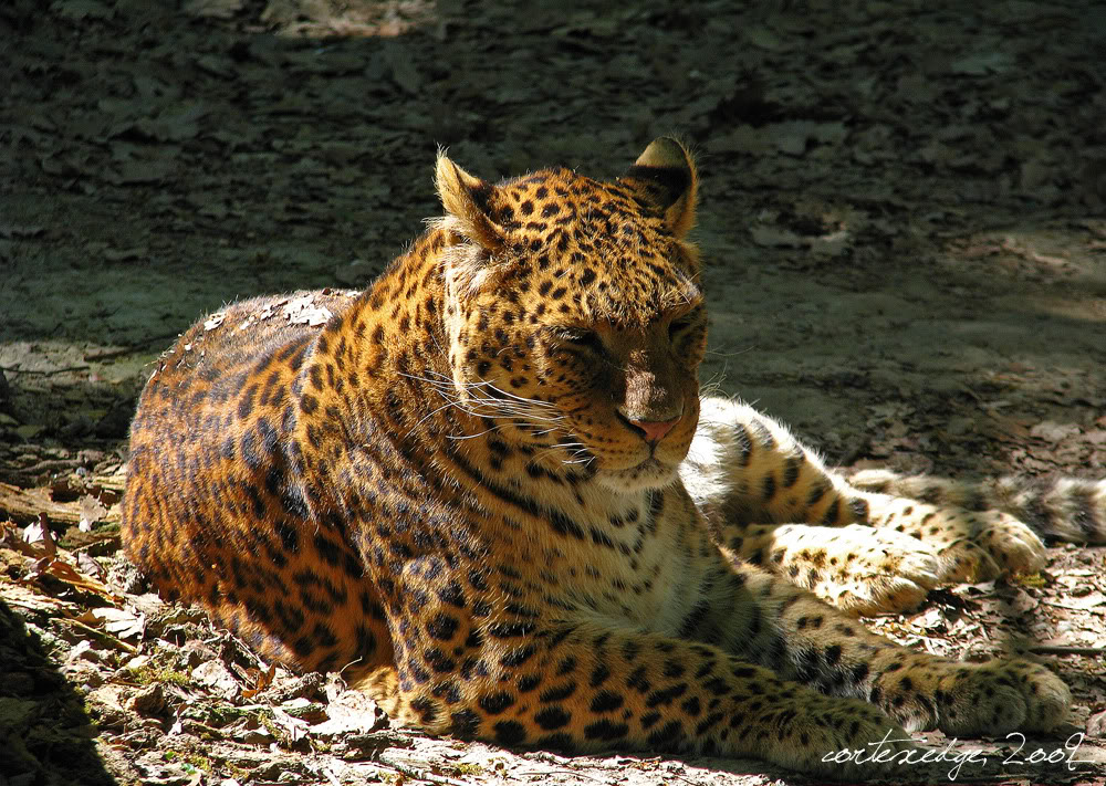 Poze si Video-uri: Animale Salbatice