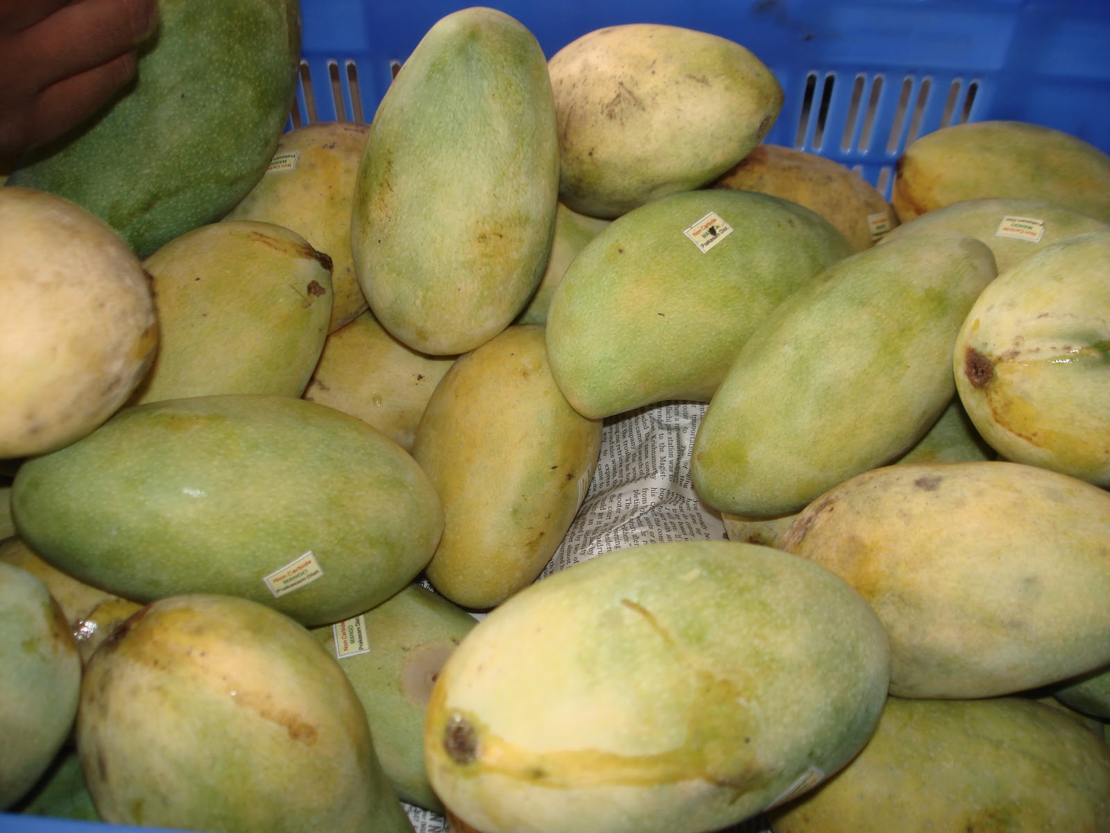 pedda rasalu mangoes
