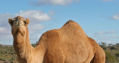 Rule of 6ix: We should continue to study camels if we care about ...