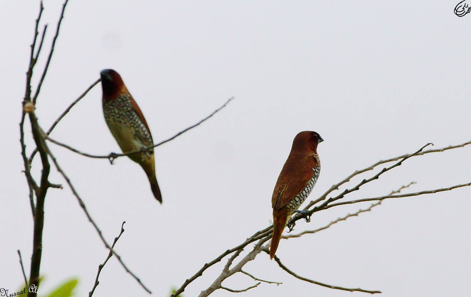 Beautiful Birds of Pakistan - 3 ~ Jaho Jalal