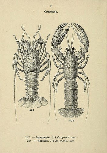 american lobster anatomy