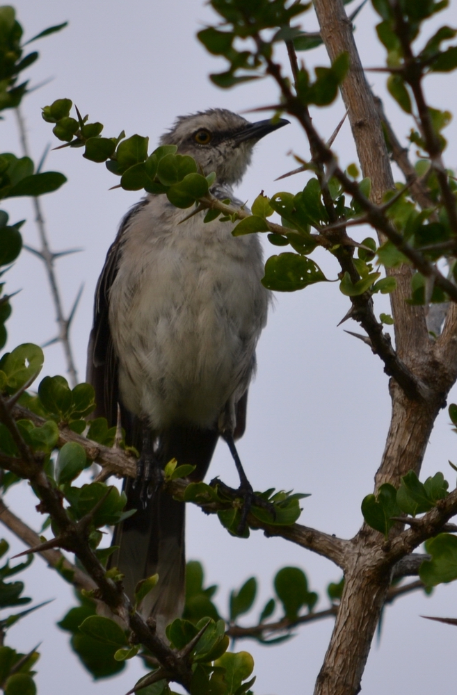 Hiking Curaçao - Flora and Fauna: After the Rain - Na de Regen (2)