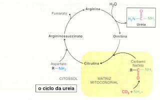 Bioquímica da Nutrição: Proteínas
