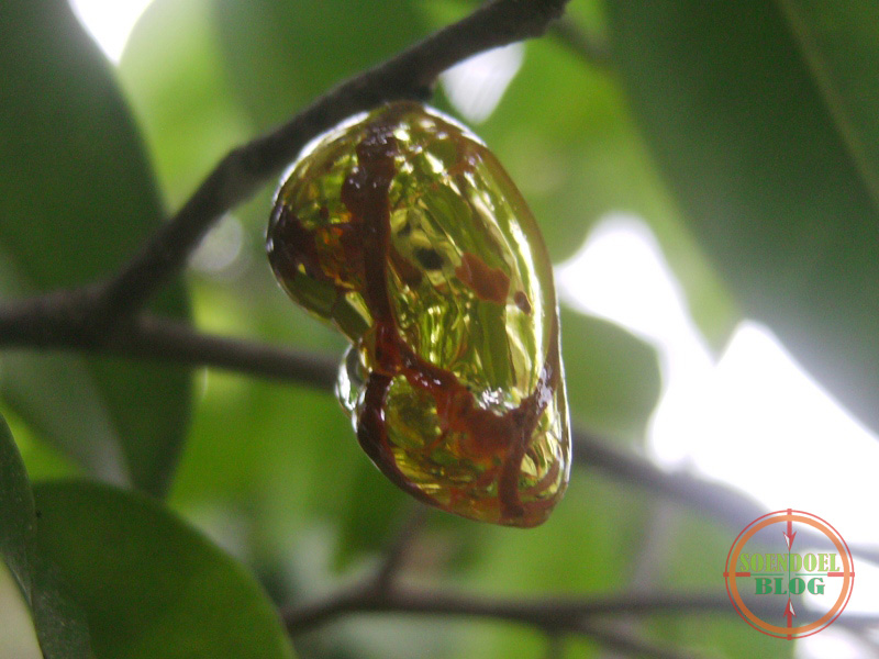 Sundul Langit: Kepongpong yang Bening dan Indah