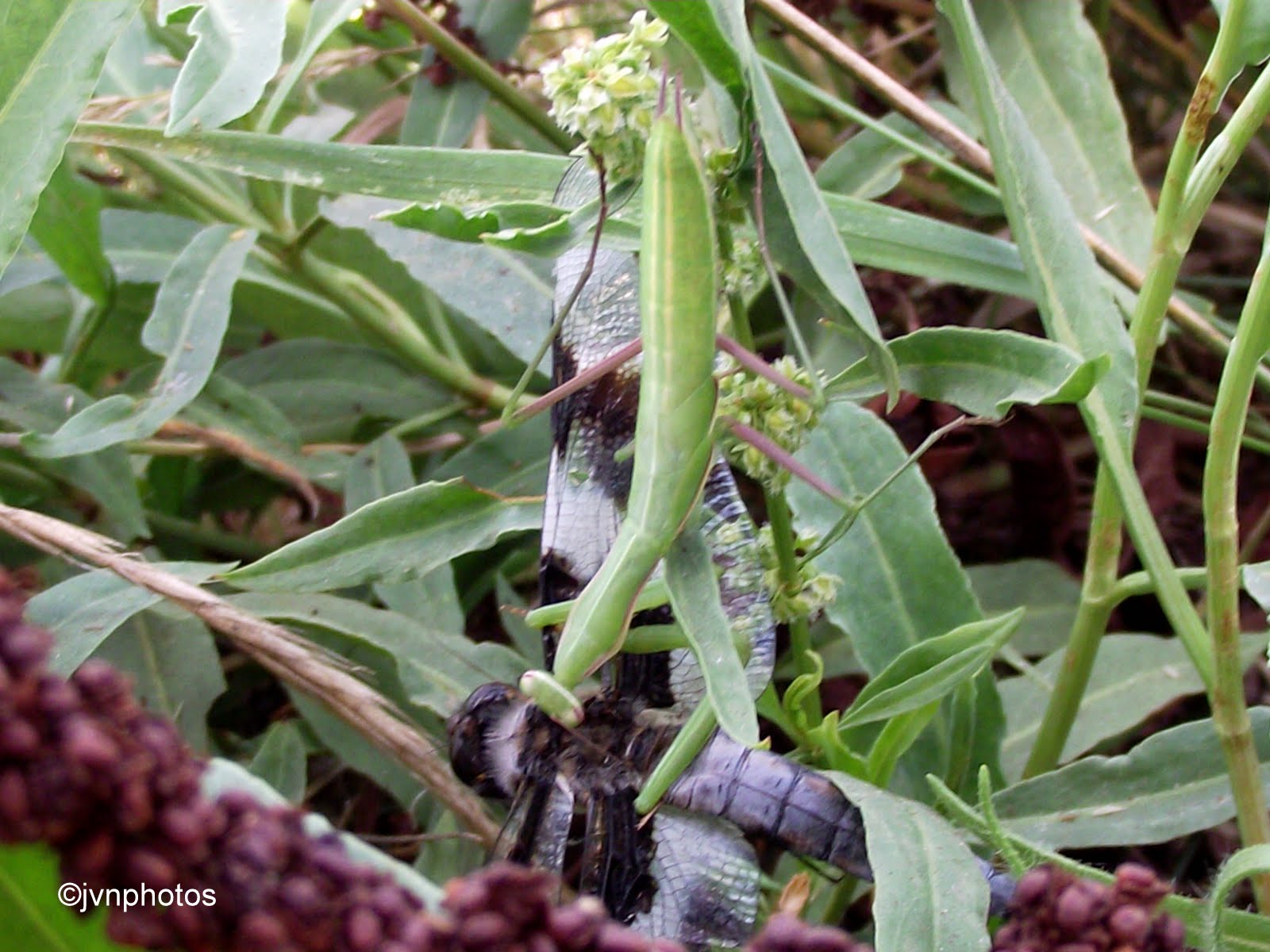 Photos by Jan: Praying Mantis Attacking a Dragonfly