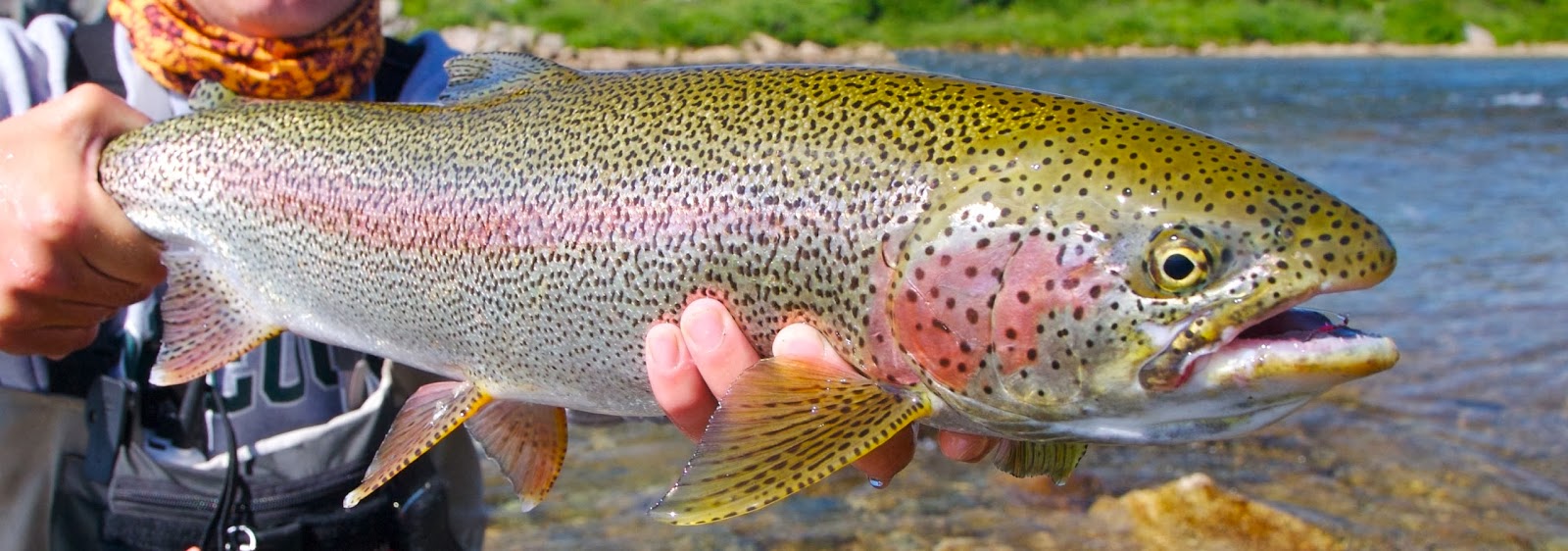 Rainbow Trout - Fishes World - HD Images & Free Photos