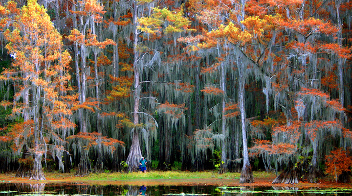 bensozia: Today's Place to Daydream About: Caddo Lake