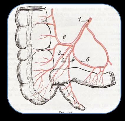 DR. JUAN HERNÁNDEZ ORDUÑA. : Anatomía quirúrgica del apéndice texto