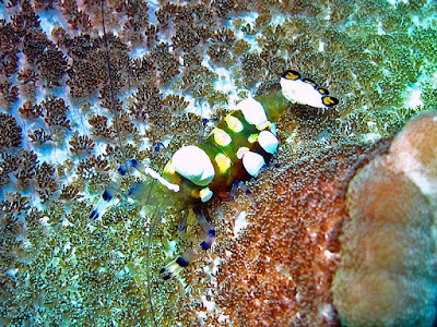 Variety of Life: Palaemonidae