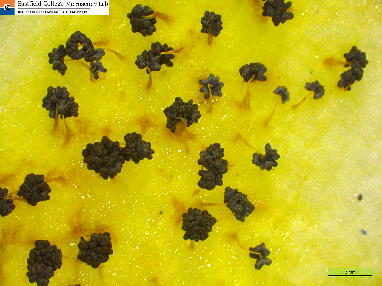 Slime Molds Microscope