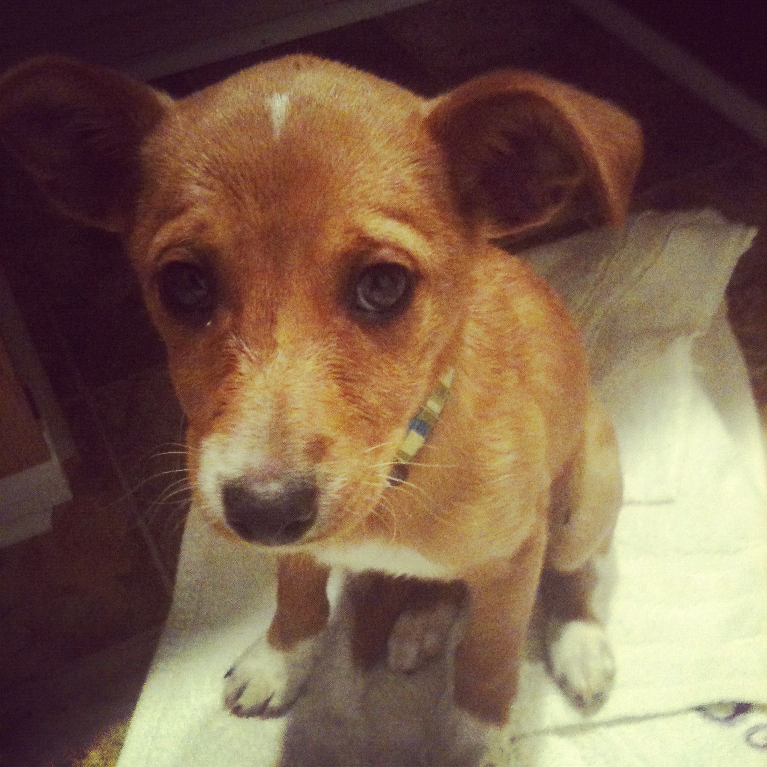 Dog Wallpaper: Sad Puppy Dog Face Wallpaper Download