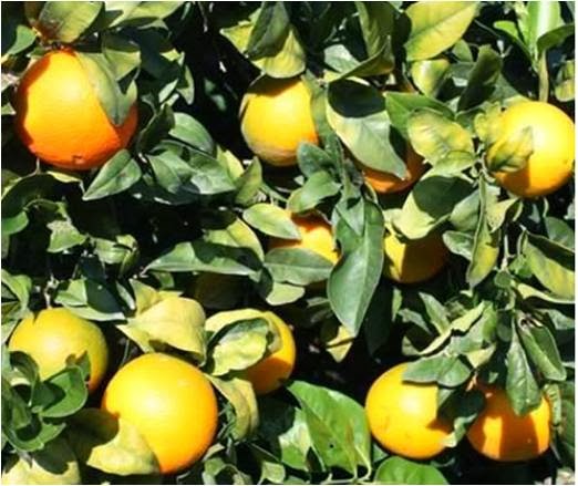 Euro Contest: Arance di Ribera a domicilio raccolte imballate e spedite ...