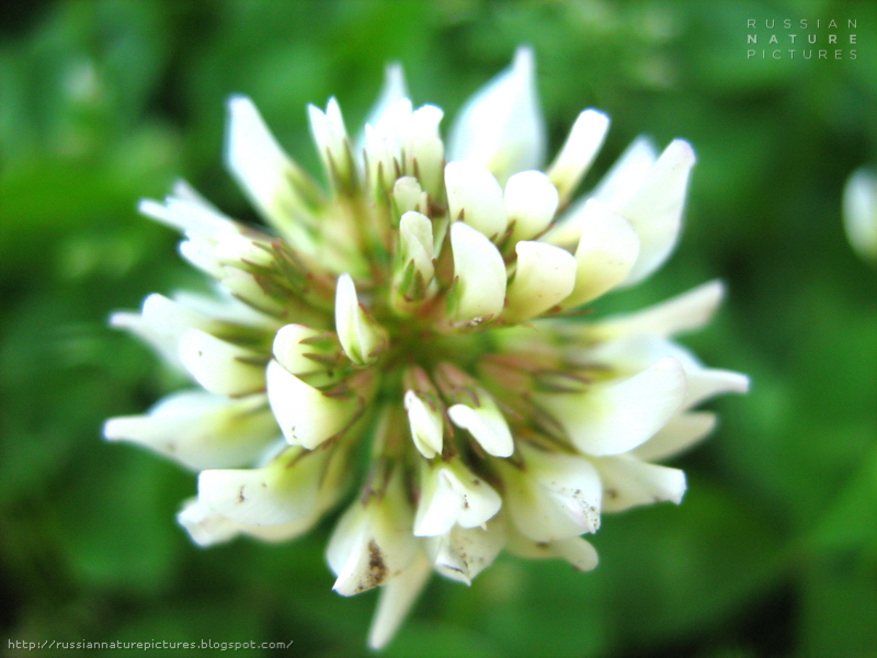 Flora: Clover ~ Russian Nature Pictures