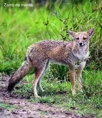EL MAJESTUOSO RIO PARANA: FAUNA DEL DELTA DEL PARANA