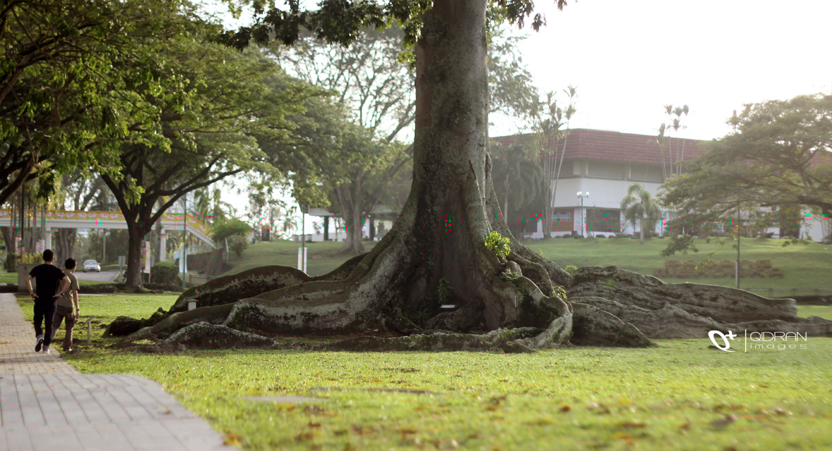 qidr.an ©: Borneo trip 2013 | Kuching pt VI : Giant Kekabu Tree