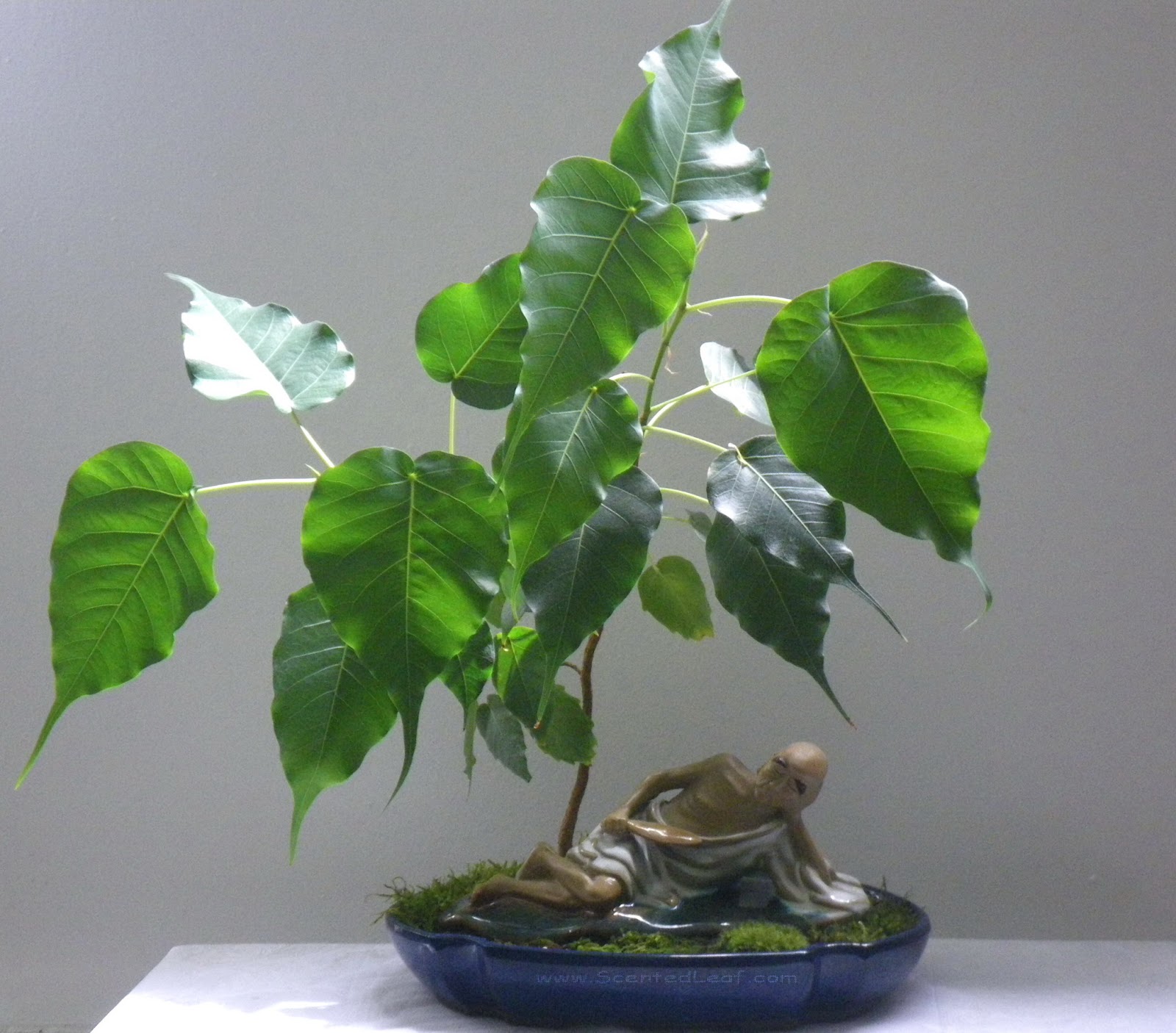 Scented Leaf Ficus Religiosa Bonsai