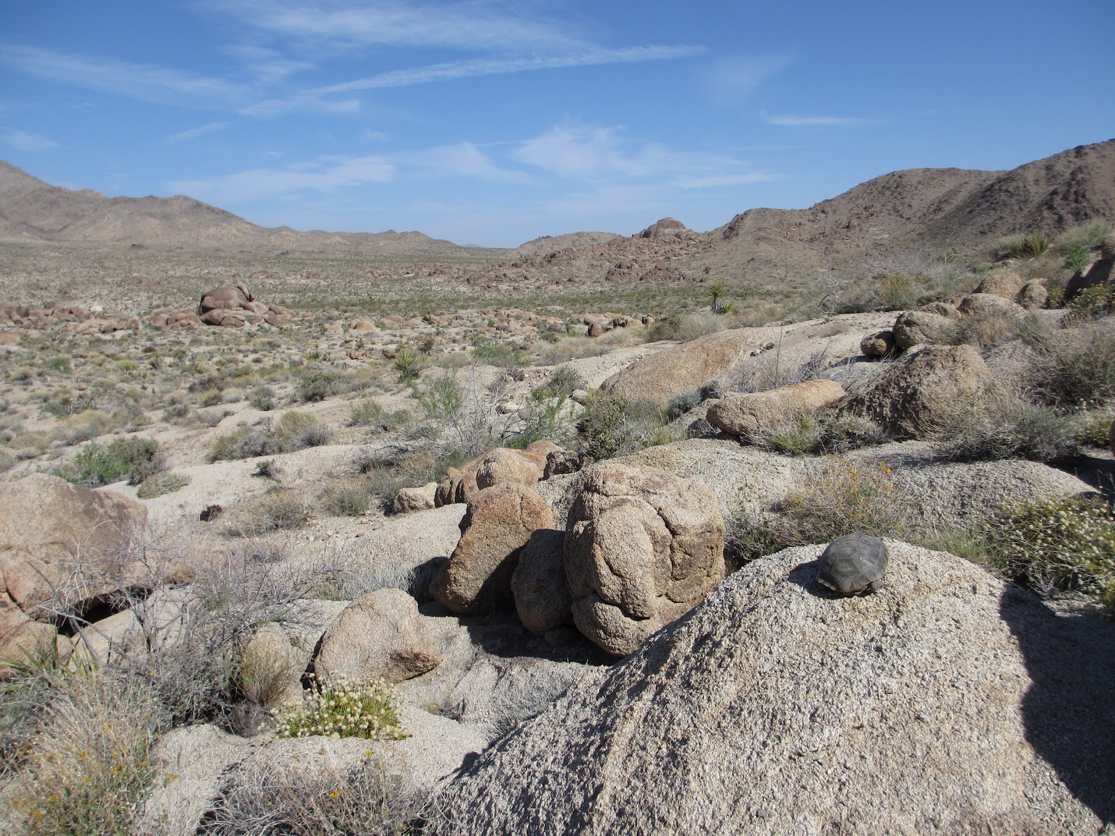 Cannundrums: Desert Tortoise II