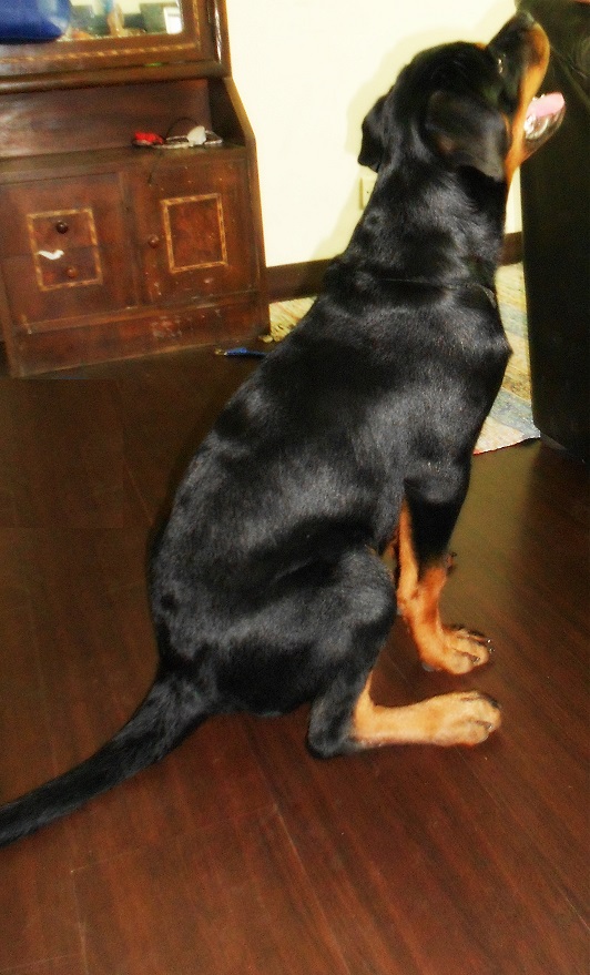 Leo - The Rottweiler: 5 Months Old Rottweiler Puppy