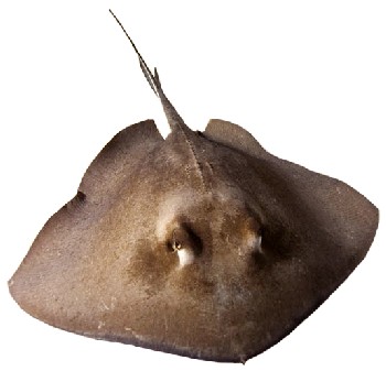 Peixes Cartilaginosos: Raias