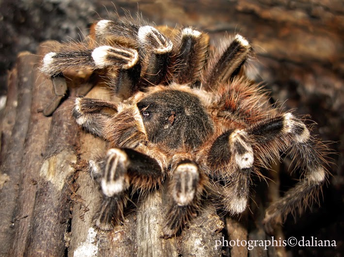 Photographis: Death of my Tarantula