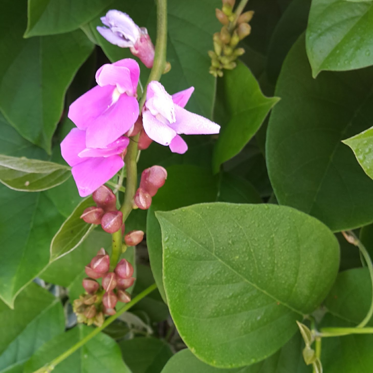 "Verdade//aspas" : 👪 Fabaceae (Lablab purpureus)