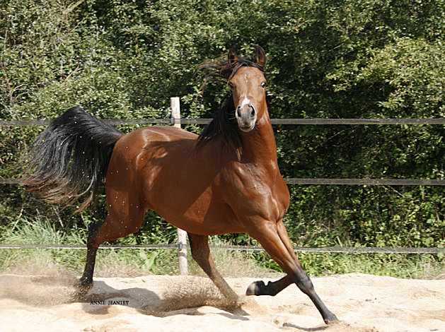 AweSparkleSpottedPony