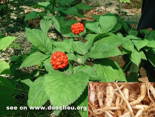Ginseng (Renshen)-Panax ginseng C. A. Mey.