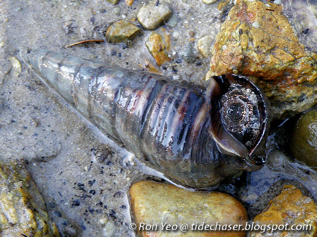 tHE tiDE cHAsER: Horn Shells & Creeper Snails (Phylum Mollusca ...