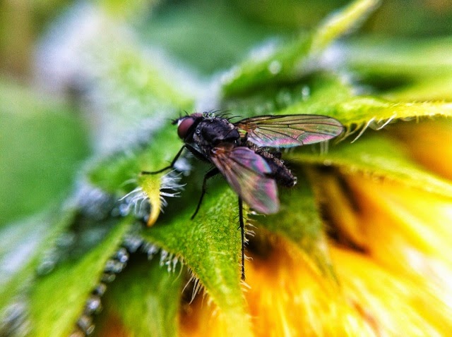 Eco Journey in the Burbs: Sunflower Feast