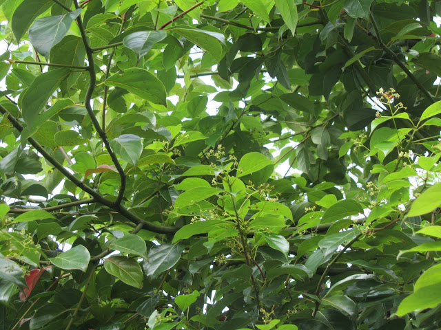 Come Coltivare la Pianta della Canfora (Cinnamomum camphora) ? | Il ...