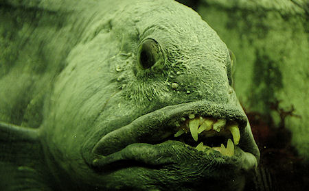 The Presurfer: The Wolffish