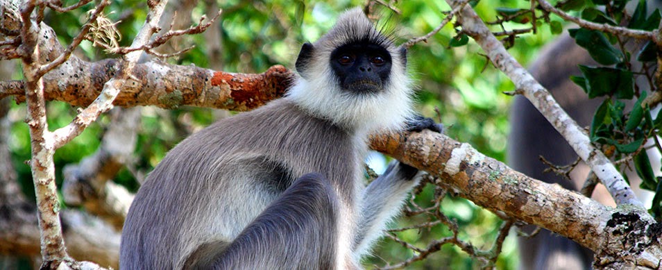 Primates in Sri Lanka - Enchanter Of Island