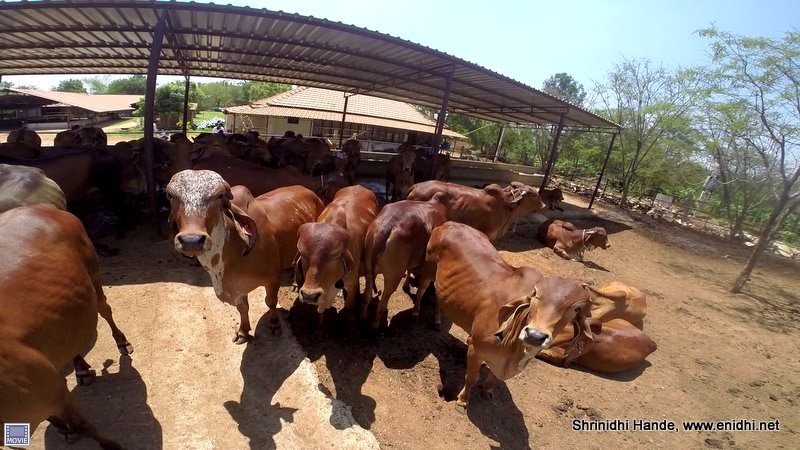 300+ Gir desi cows at AOL's Goshala - eNidhi India Travel Blog