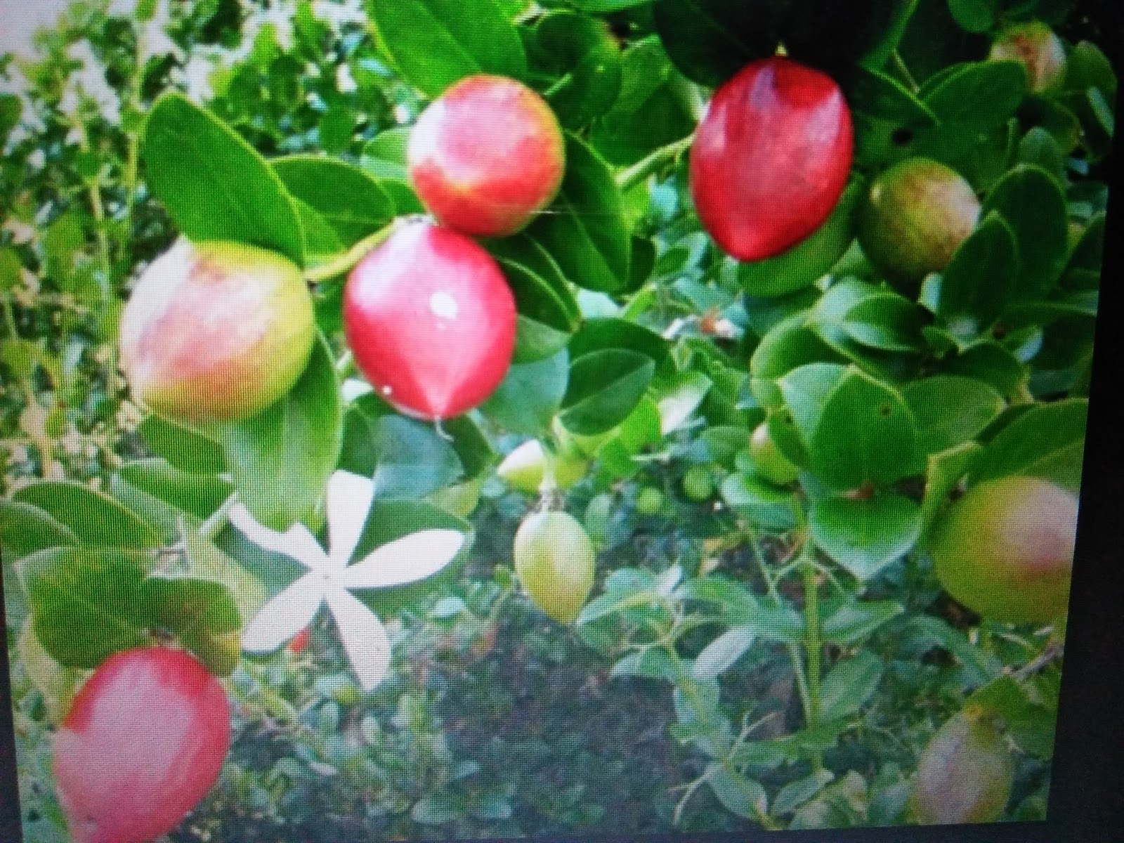 Fuziah Sulaiman blog: Jom kenali Flora BUNGA KEMUNING di Laman WOMA ...