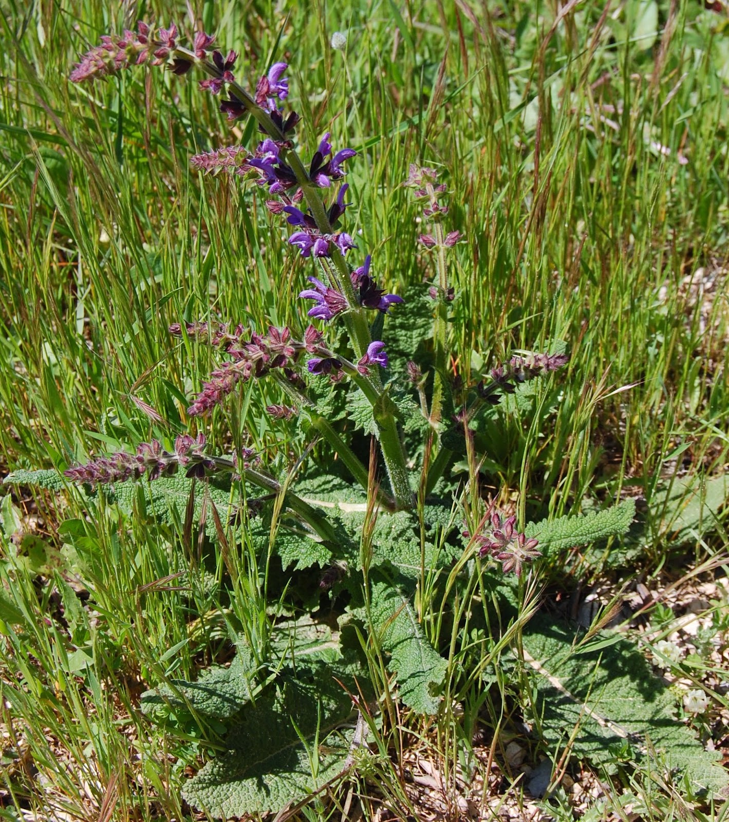 Plantas: Beleza e Diversidade: Salva-do-sul (Salvia sclareoides)