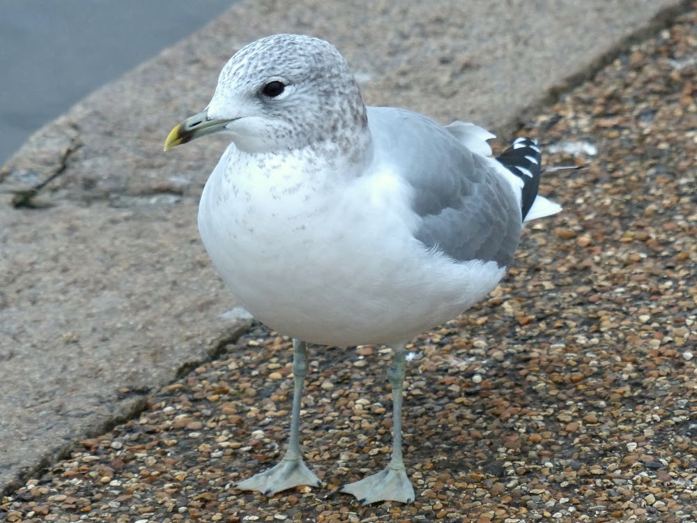 Kensington Gardens and Hyde Park birds
