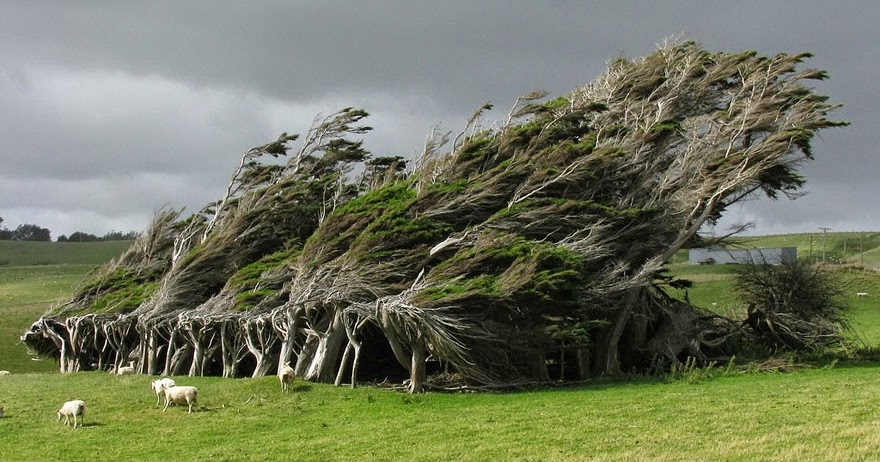 16 Of The Most Magnificent Trees In The World.